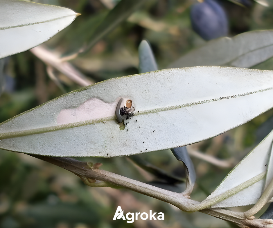 “Εχθροί της ελιάς” τον Φεβρουάριο – Μάρτιο – AGROKA